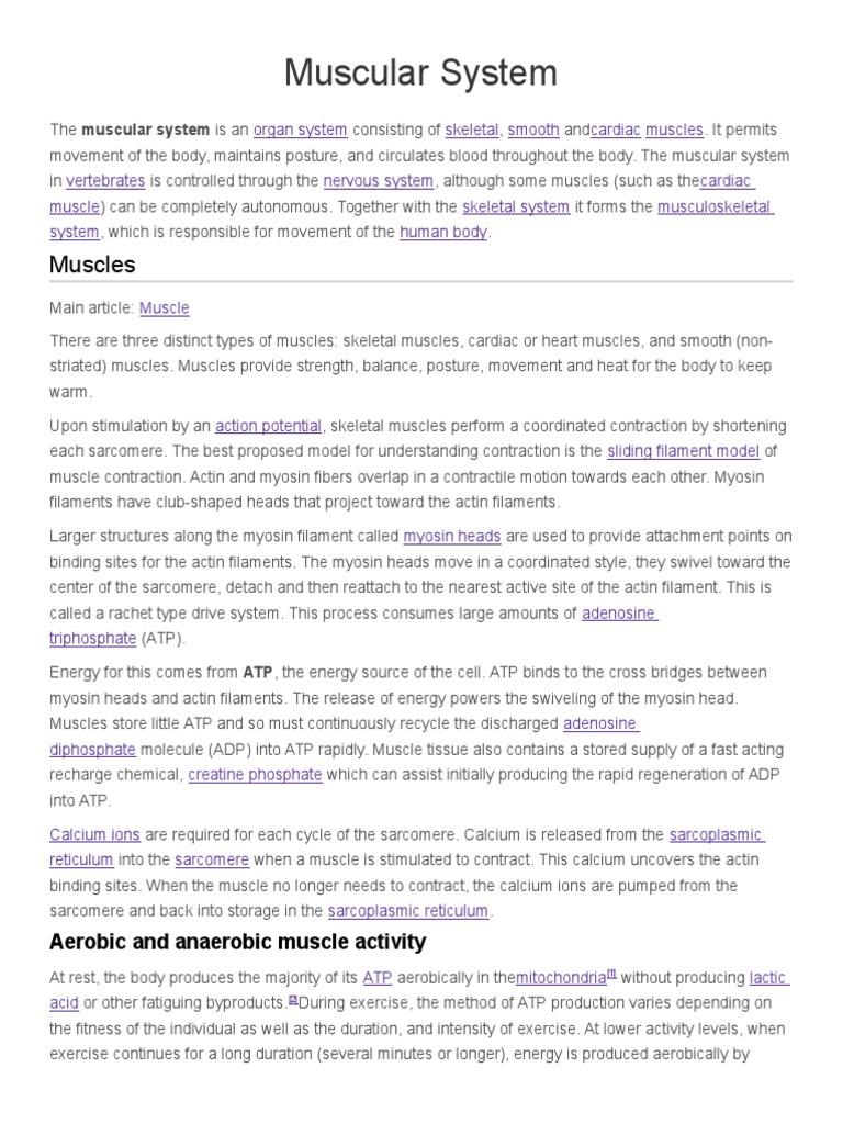 Muscular System: Muscles | PDF | Muscle | Skeleton