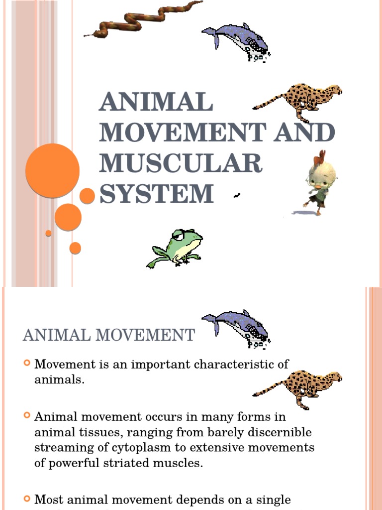 Animal Movement and Muscular Systems | PDF | Microtubule | Muscle