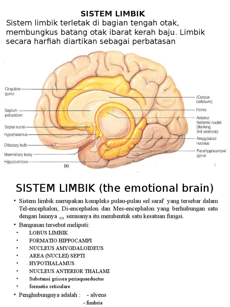 Anatomi Sistem Limbik | PDF