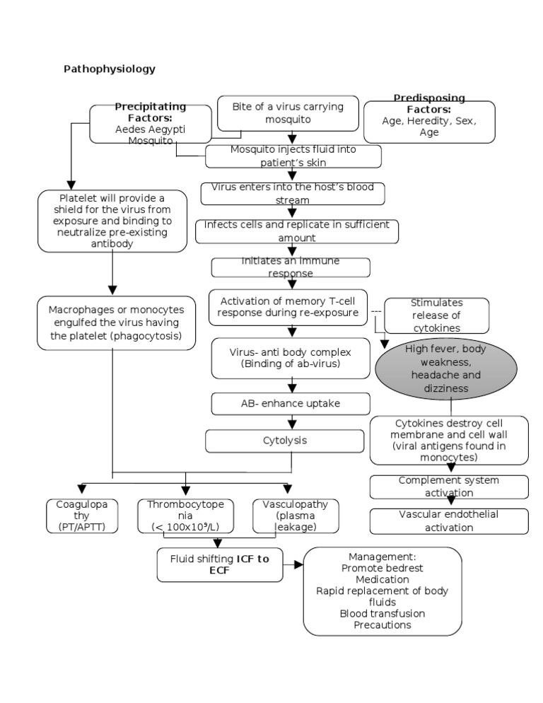Pathophysiology Dengue Hemorrhagic Fever | PDF | Virus | Veterinary ...