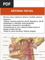 Anatomía de la Región Geniana | PDF | Cabeza y cuello humanos ...