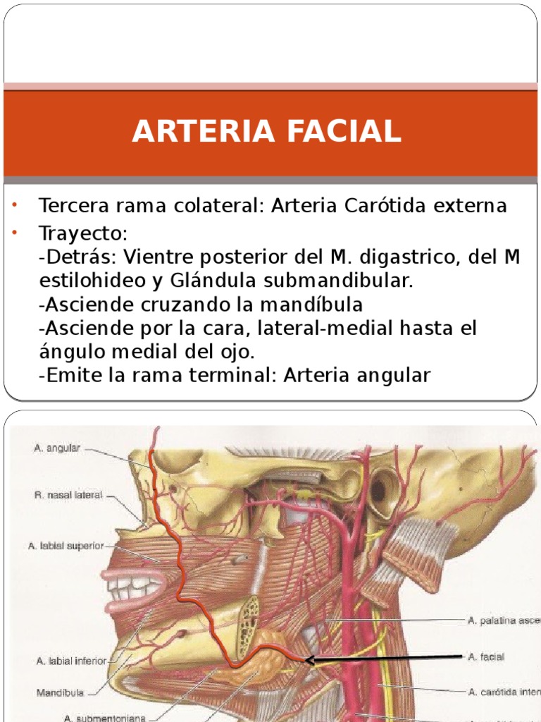 ARTERIA FACIAL.pptx | Anatomía humana | Cabeza y cuello humanos