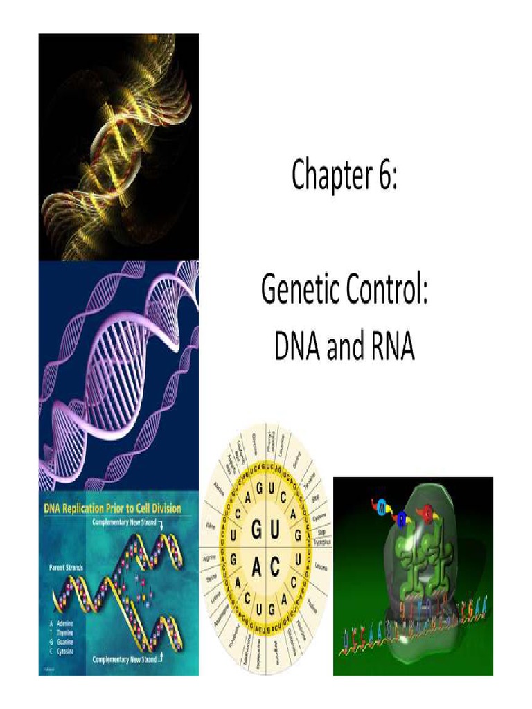 F1 - Genetic Control | PDF | Nucleic Acids | Translation (Biology)