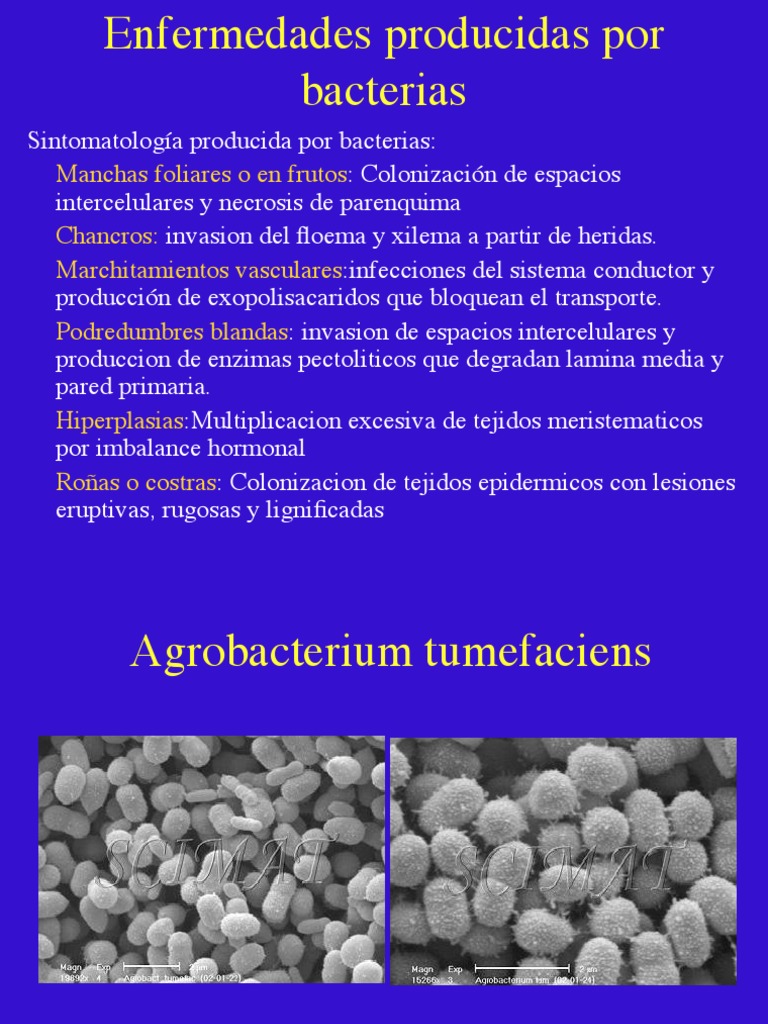 Tema7 Agrobacterium | PDF | Plantas | Biología