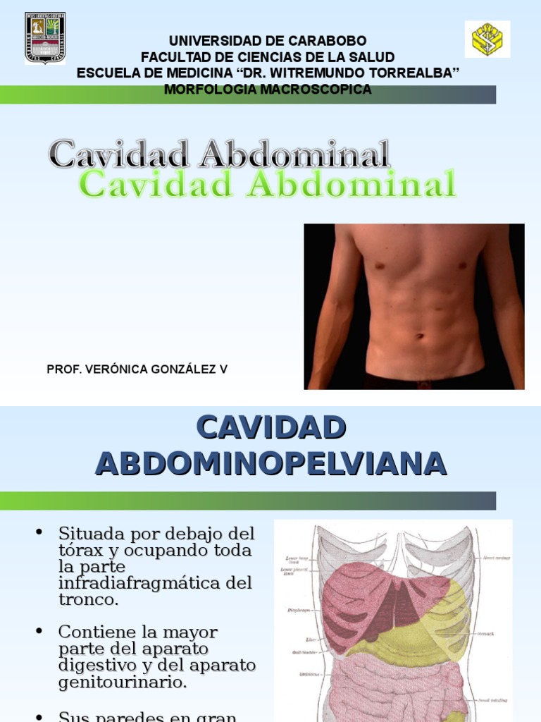 Cavidad Abdominal - Clase de Anatomía | PDF | Pelvis | Abdomen