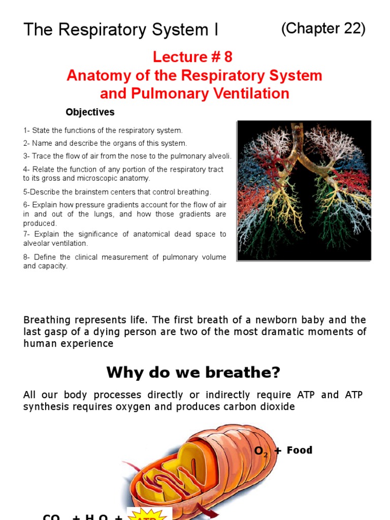 The Respiratory System 1 | PDF | Exhalation | Lung