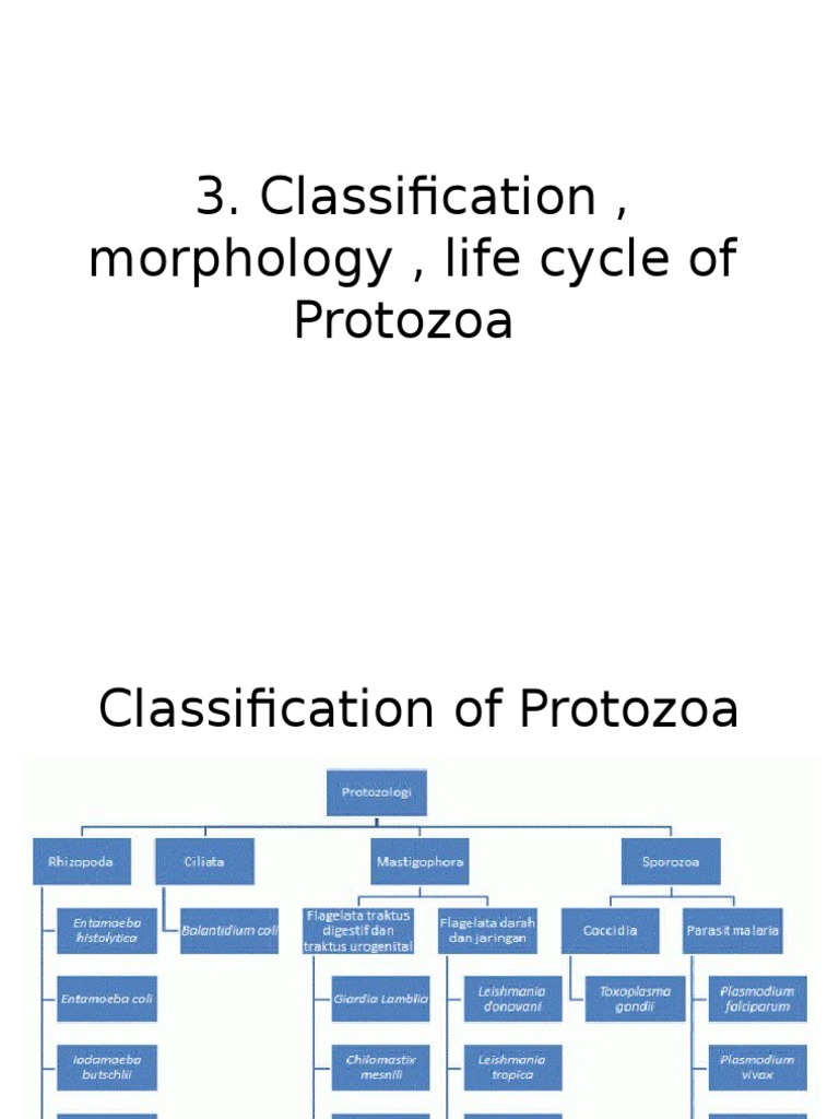 Classification, Morphology, Life Cycle of Protozoa | PDF