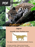 Jaguar Factfile | PDF | Jaguar | Zoology