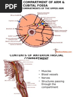 Torbay Cuff Protocol | PDF | Anatomical Terms Of Motion | Shoulder