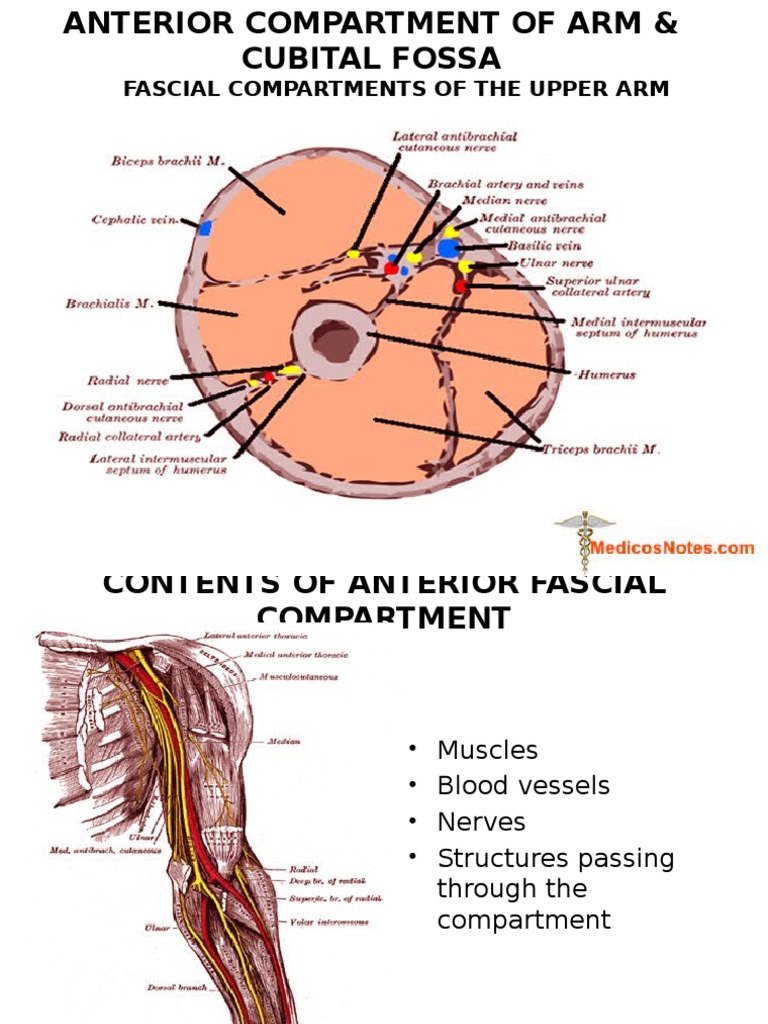 Anterior Compartment of Cubital Fossa and Arm | PDF | Arm | Elbow