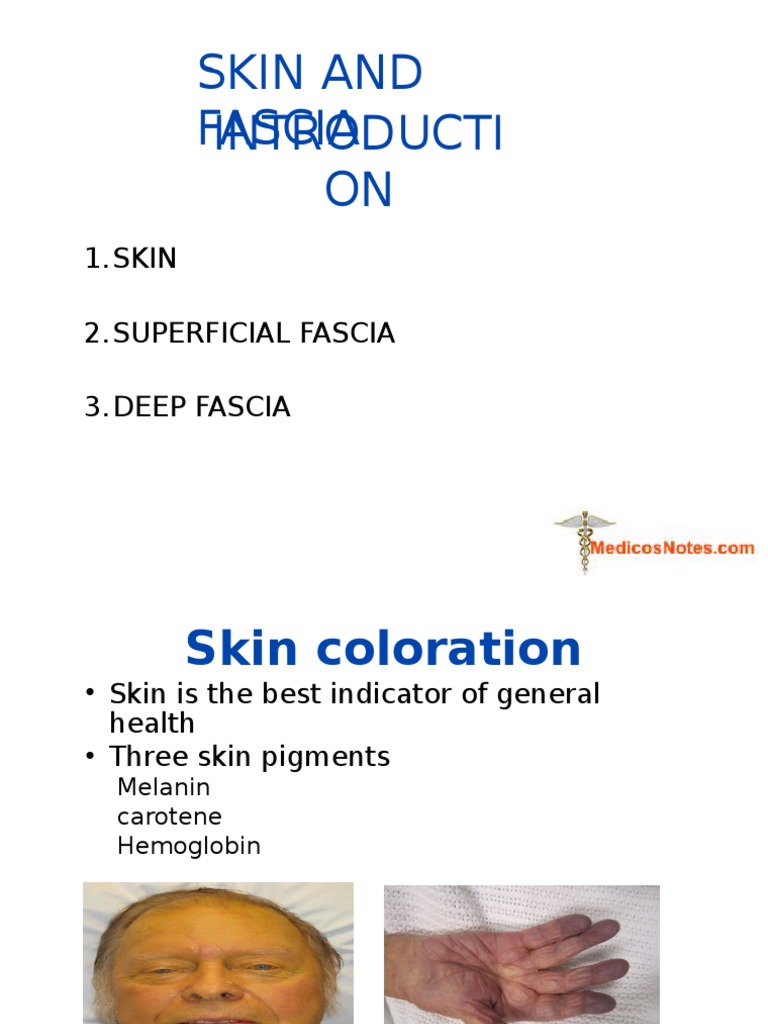 Skin and Fascia Overview | PDF | Skin | Epidermis