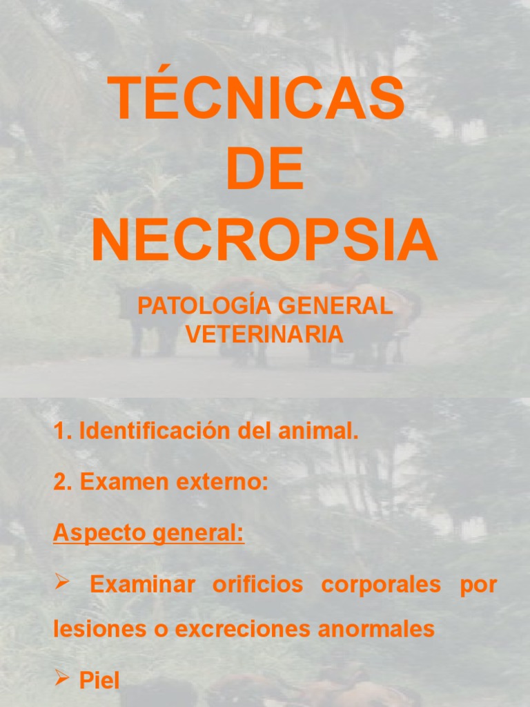 Tecnicas de Necropsia | Tórax | Corazón