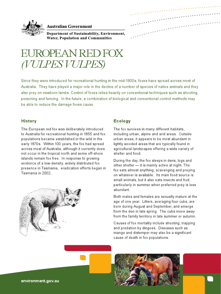 European Red Fox | PDF | Fox | Invasive Species