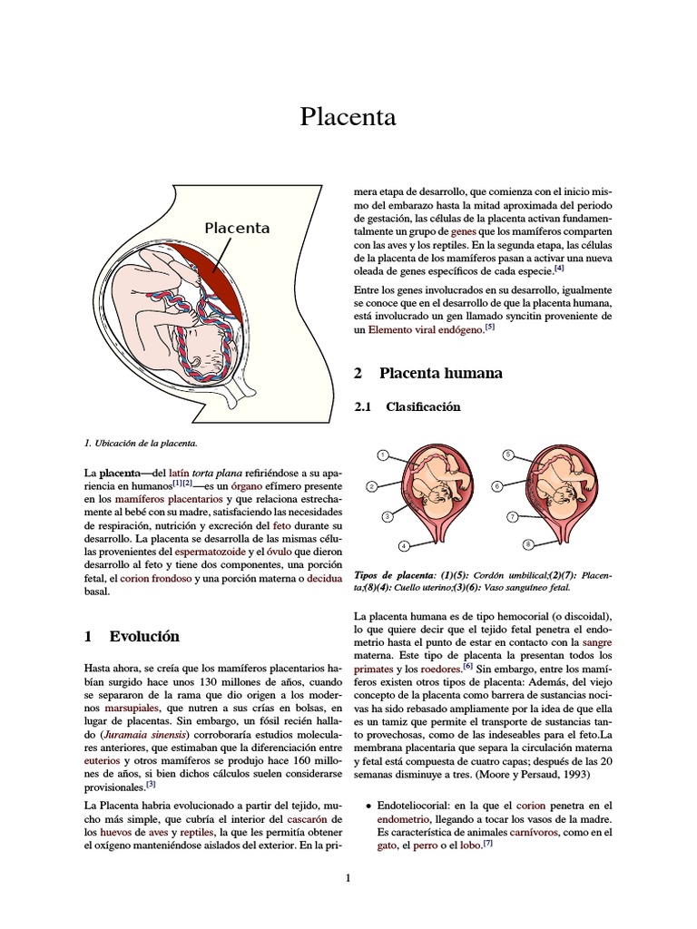 Tipos y funciones de la placenta humana | PDF | Placenta | Implantación ...