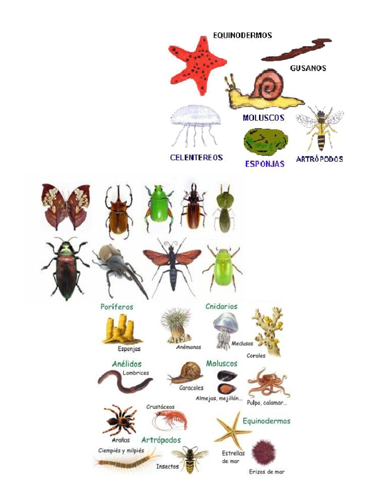 Animales Sin Huesos | PDF | Science | Ciencia Animal