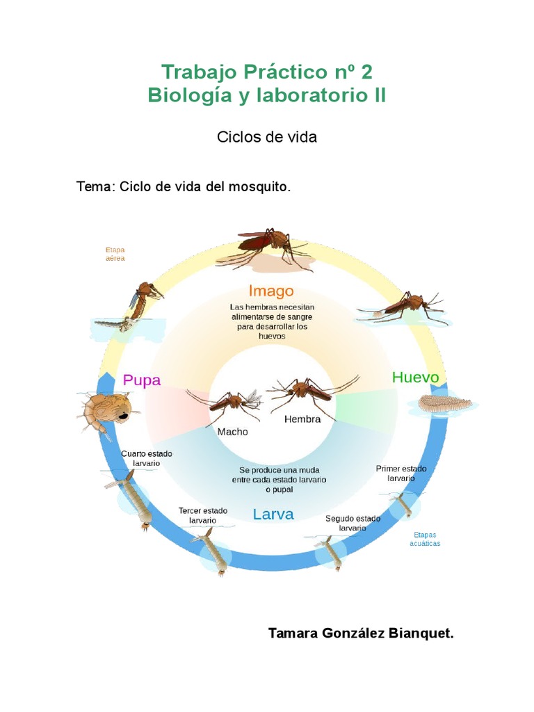 Ciclo de Vida Del Mosquito | PDF | Larva | Huevo