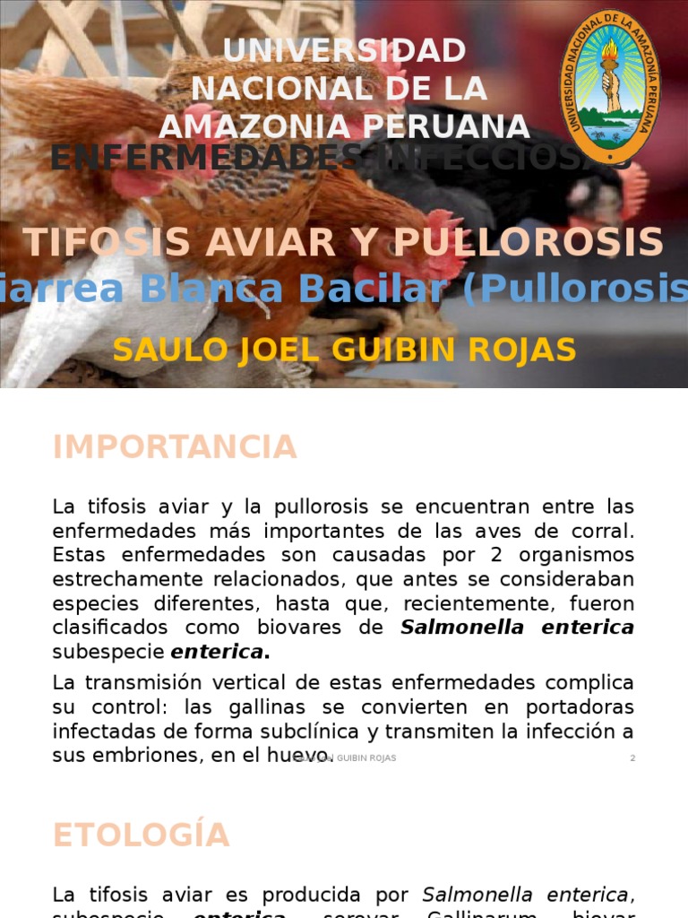 Tifosis Aviar Saulo