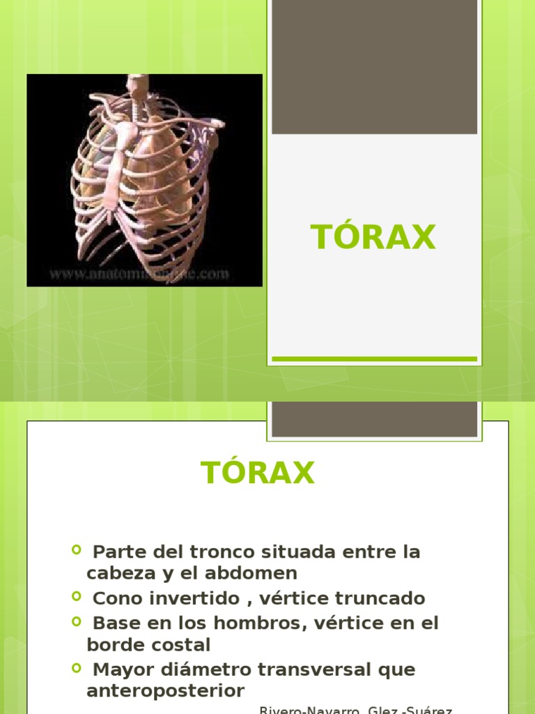 TÓRAX Anatomía de Superficie
