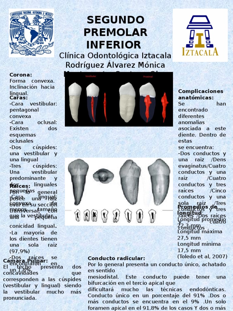 Segundo Premolar Inferior | PDF