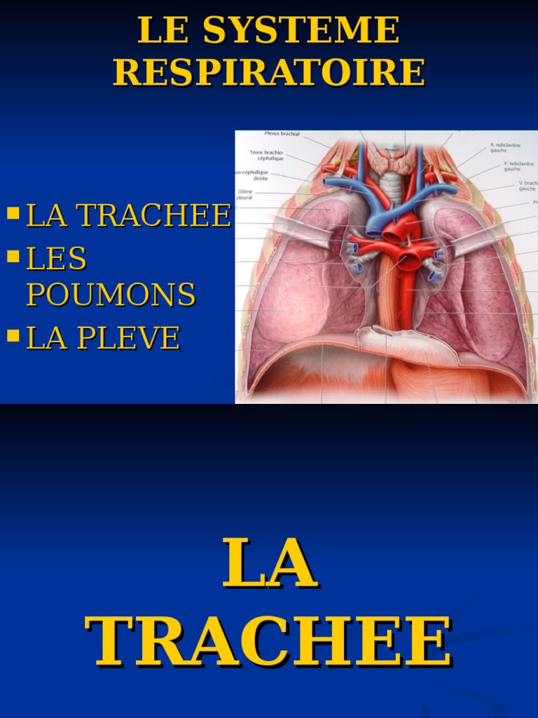 La Trachee 2010 | Aorte | Thorax