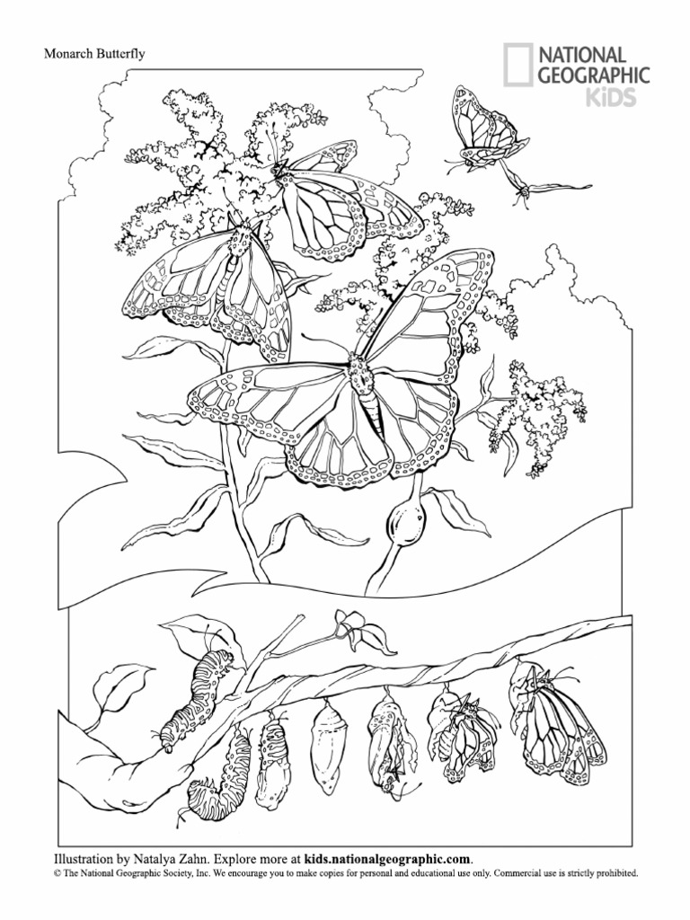 Monarch Butterfly Coloring Page | PDF