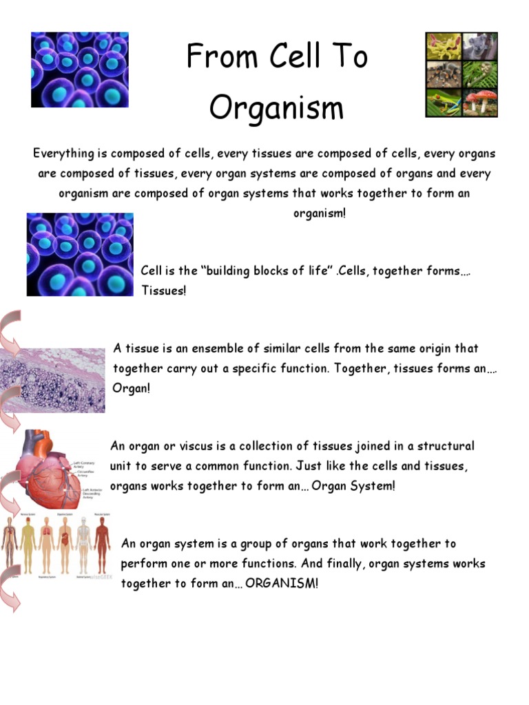 From Cell To Organism Part 1 - The Cell, Types of Cell and The ...