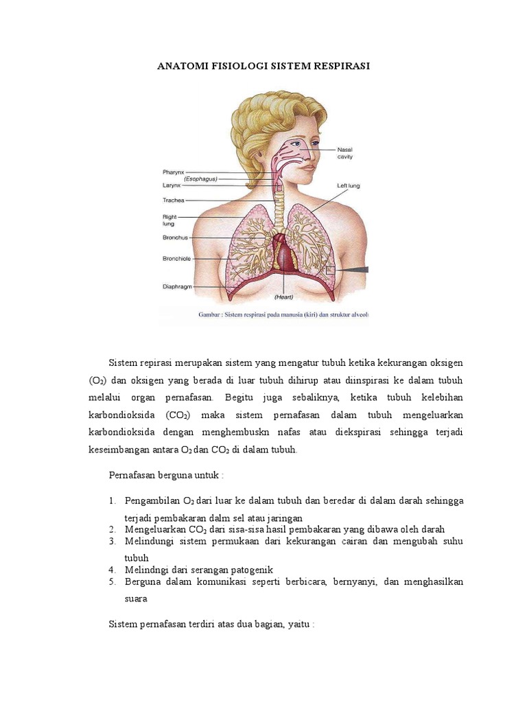 Anatomi Fisiologi Sistem Respirasi | PDF