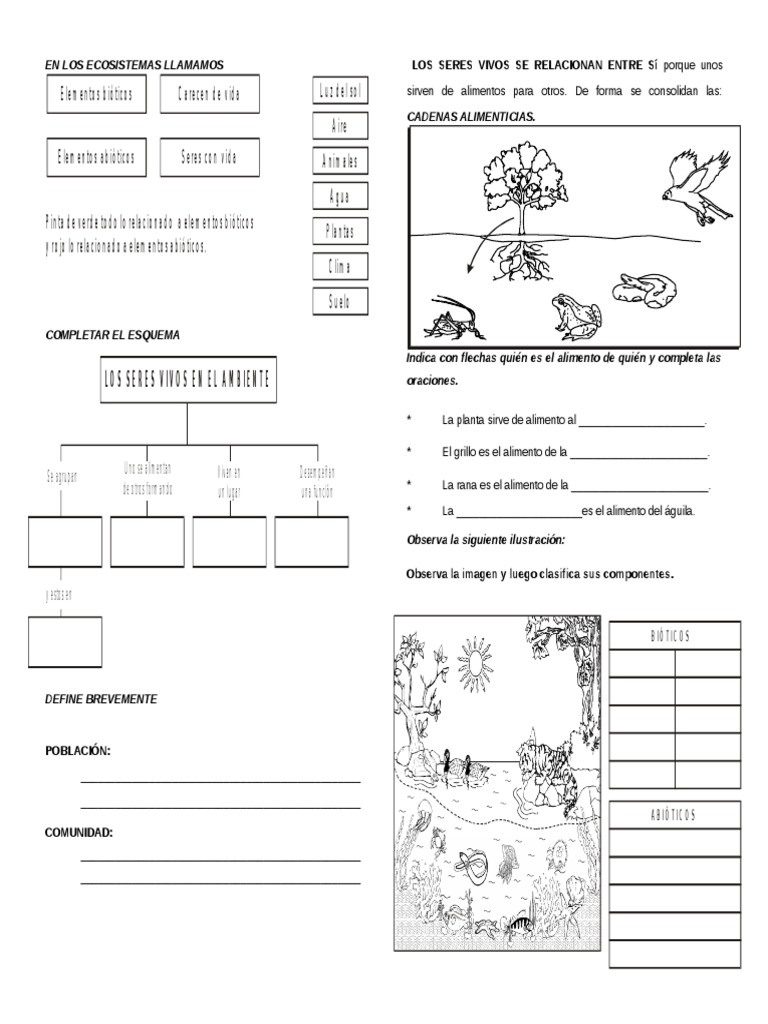 Guía de Ecosistemas y Ciclos en La Naturaleza 7° | PDF | Biogeoquímica ...