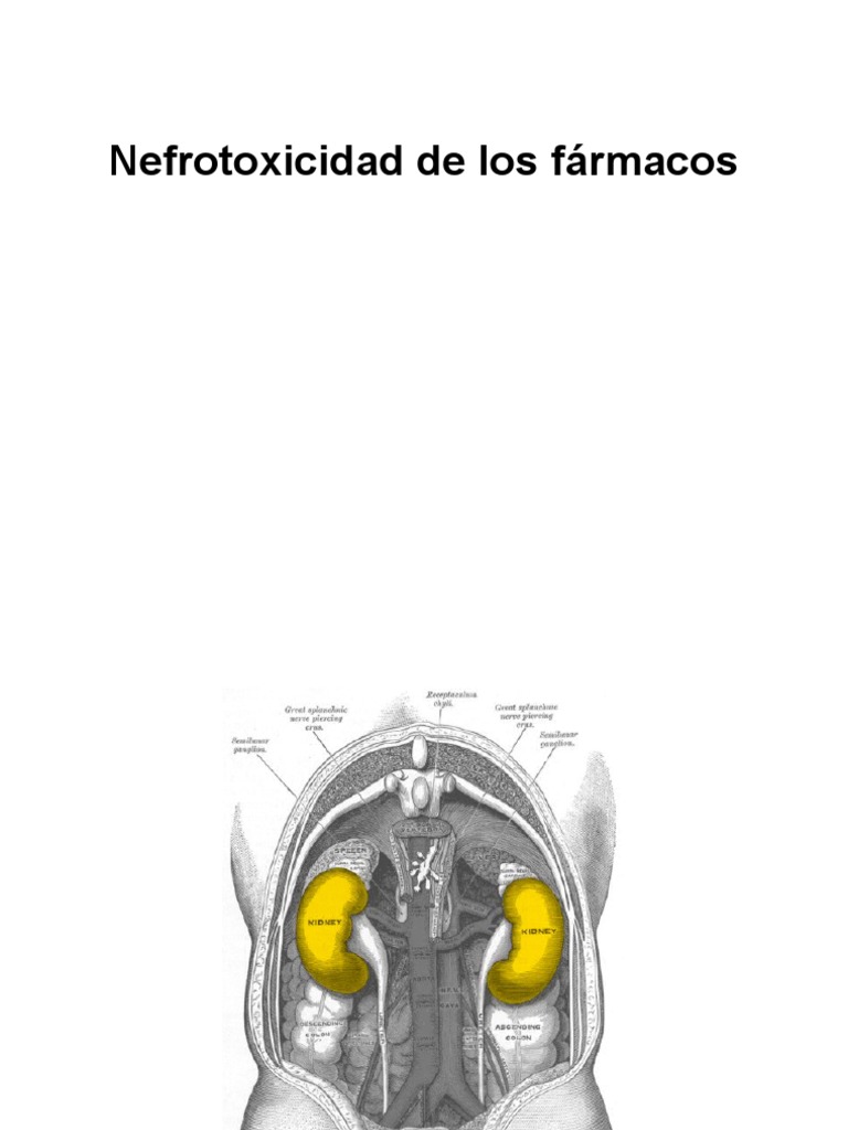 Nefrotoxicidad y Farmacocinética Renal | PDF | Riñón | Farmacocinética