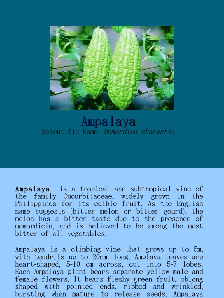 Ampalaya Plant