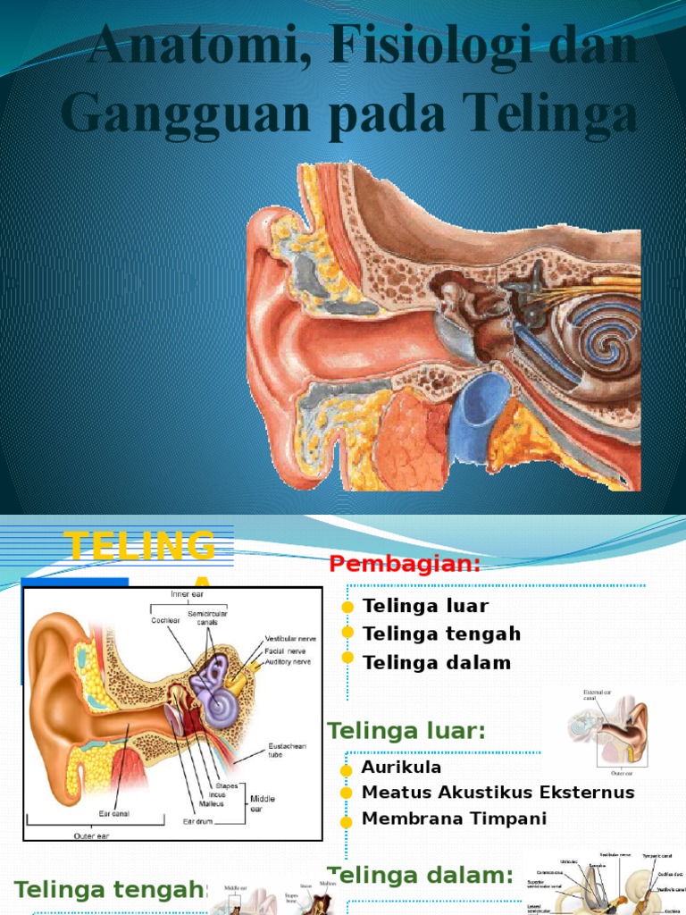 Anatomi, Fisiologi Dan Gangguan Pada Telinga | PDF