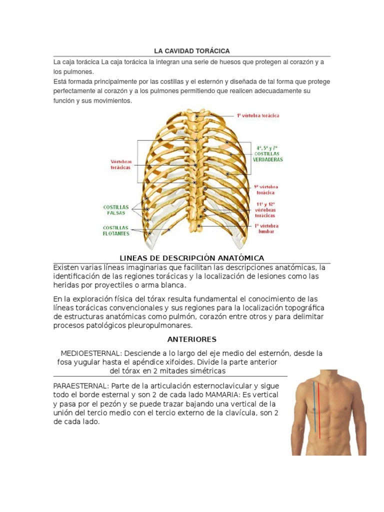 Lineas de Referencia de Tórax | PDF