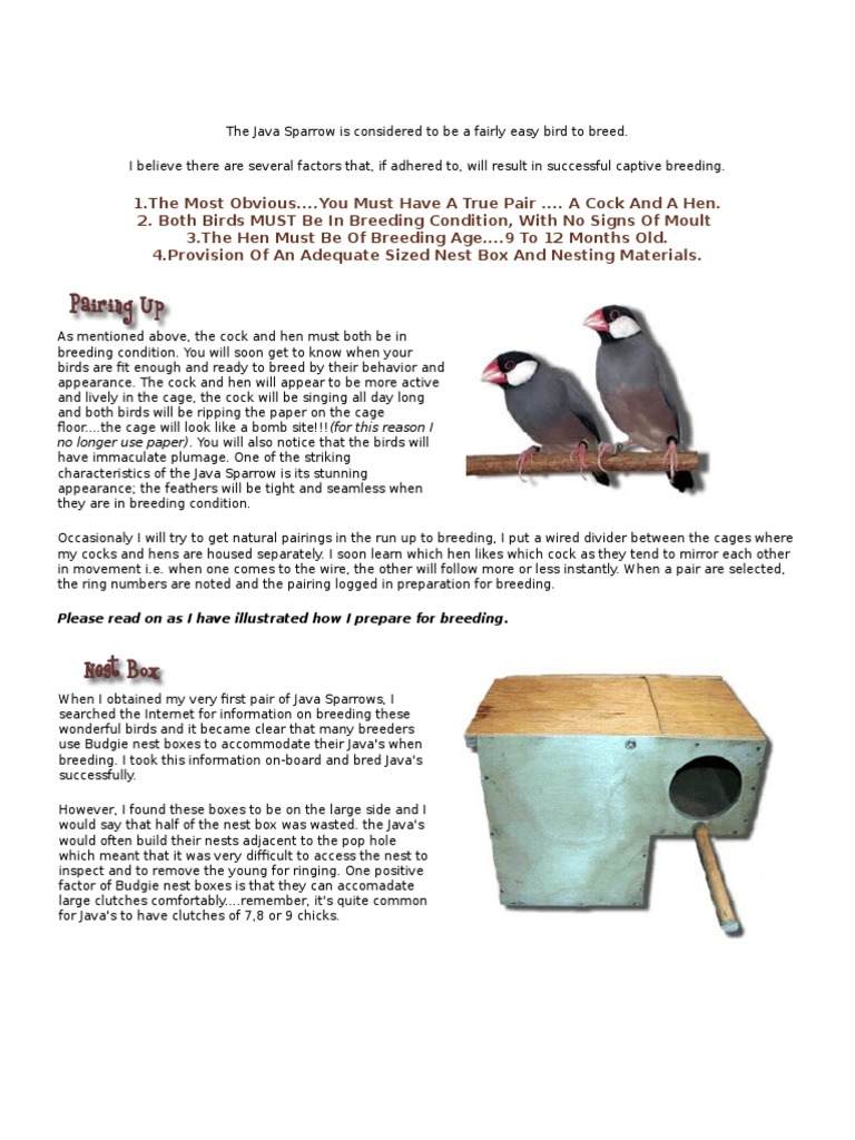 A Comprehensive Guide to Successful Captive Breeding of the Java ...