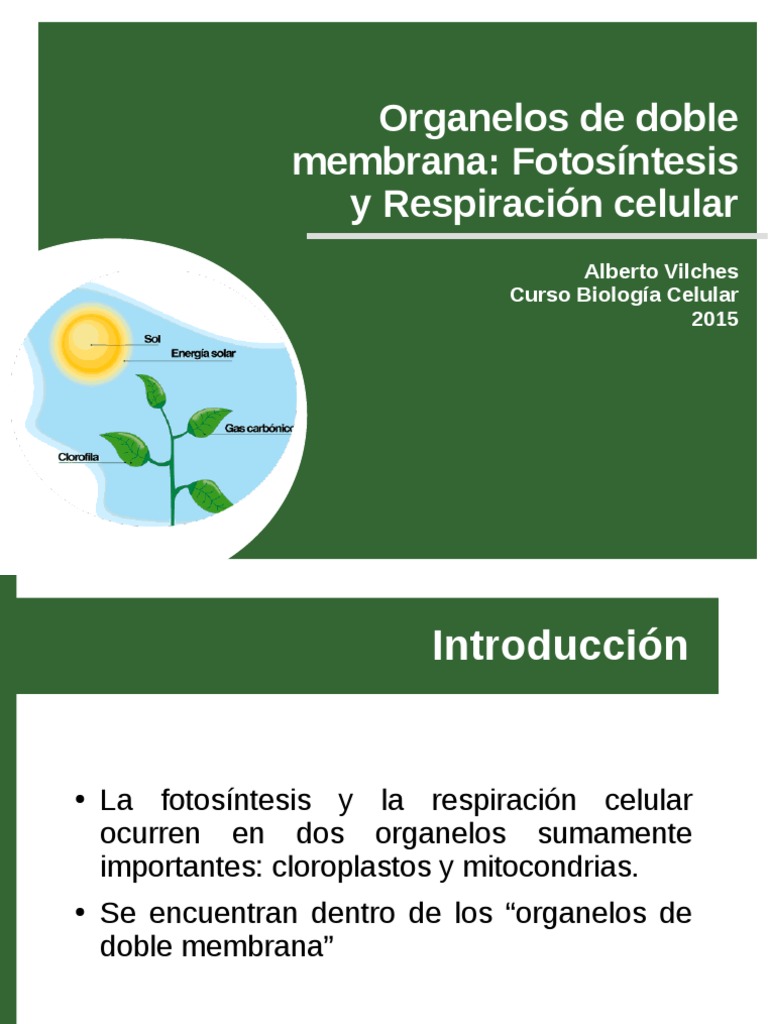 Clase 09 - Fotosíntesis y Respiración Celular | PDF | Fotosíntesis ...