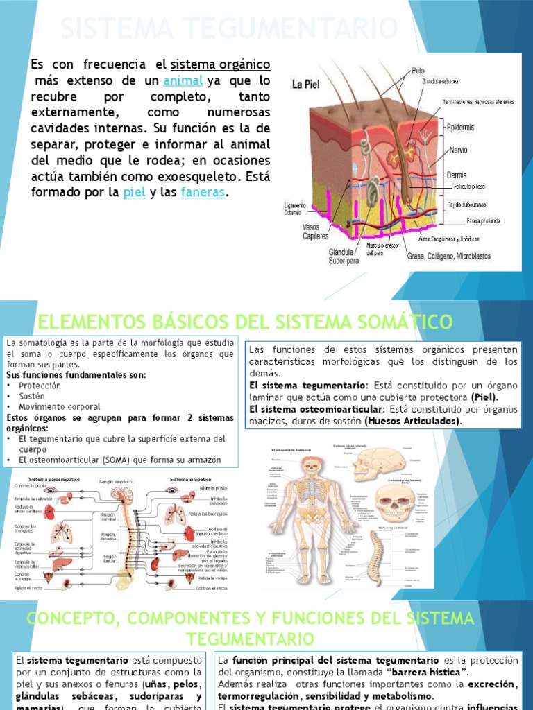 Sistema Tegumentario | Descargar gratis PDF | Piel | Sistema tegumentario