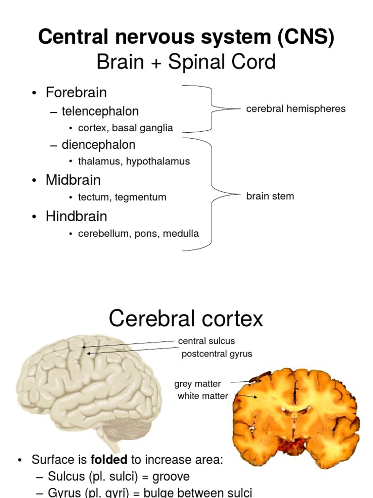 Brain + Spinal Cord: Central Nervous System (CNS) | PDF | Cerebral ...
