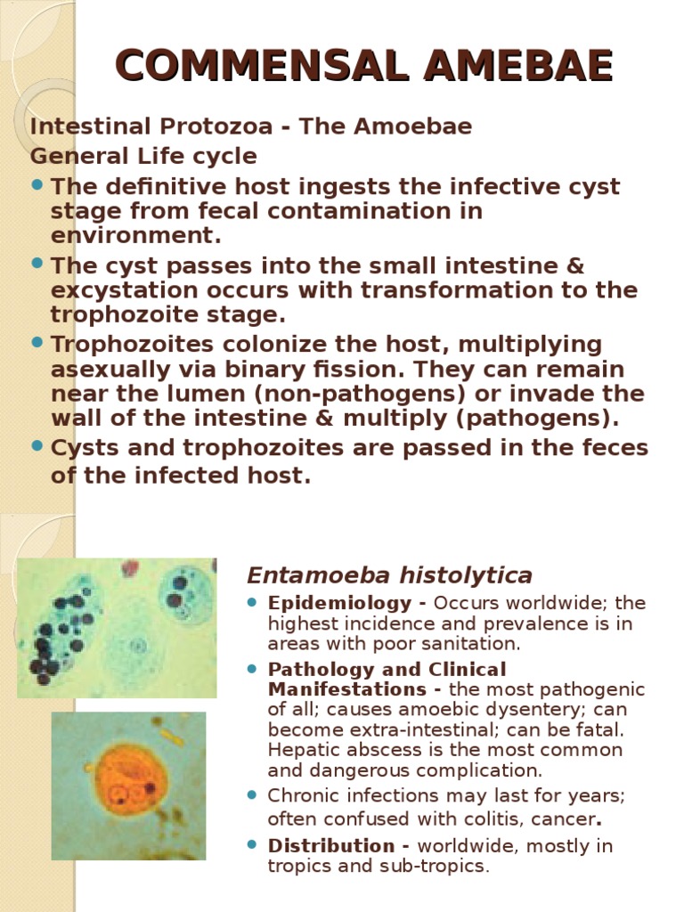 Commensal Amebae | Public Health | Microbiology