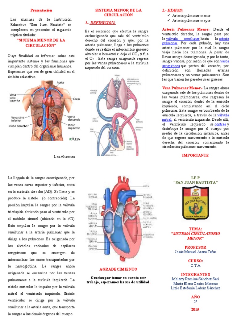 APARATO CIRCULATORIO | Sistema circulatorio | Pulmón