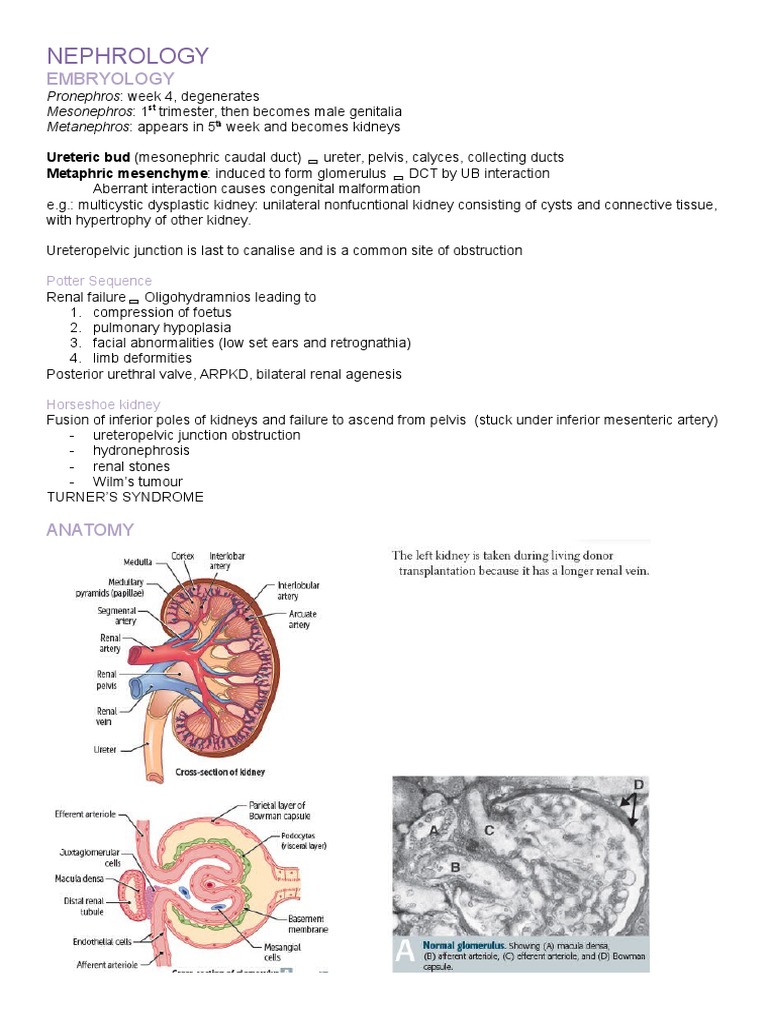 Nephrology and Embryology Overview | PDF | Kidney | Organ (Anatomy)