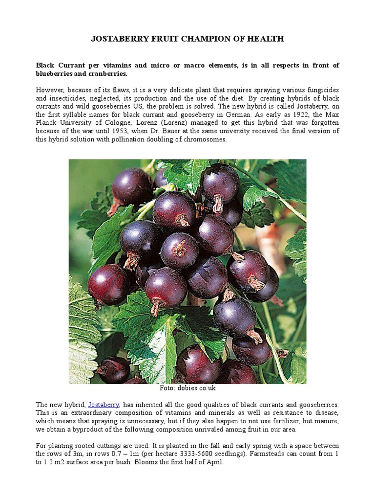 Jostaberry Fruit Champion of Health | PDF | Berry | Blueberry