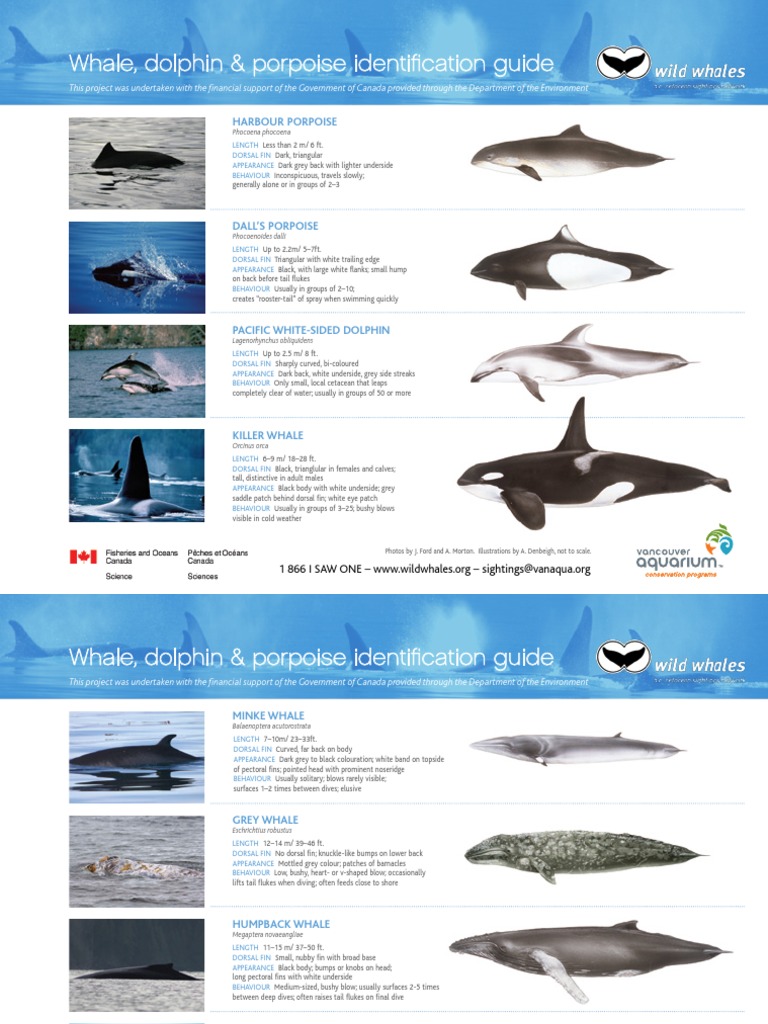 Whale, Dolphin & Porpoise Identification Guide | PDF | Whales | Dolphin