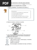 Ficha Partes de La Planta | PDF