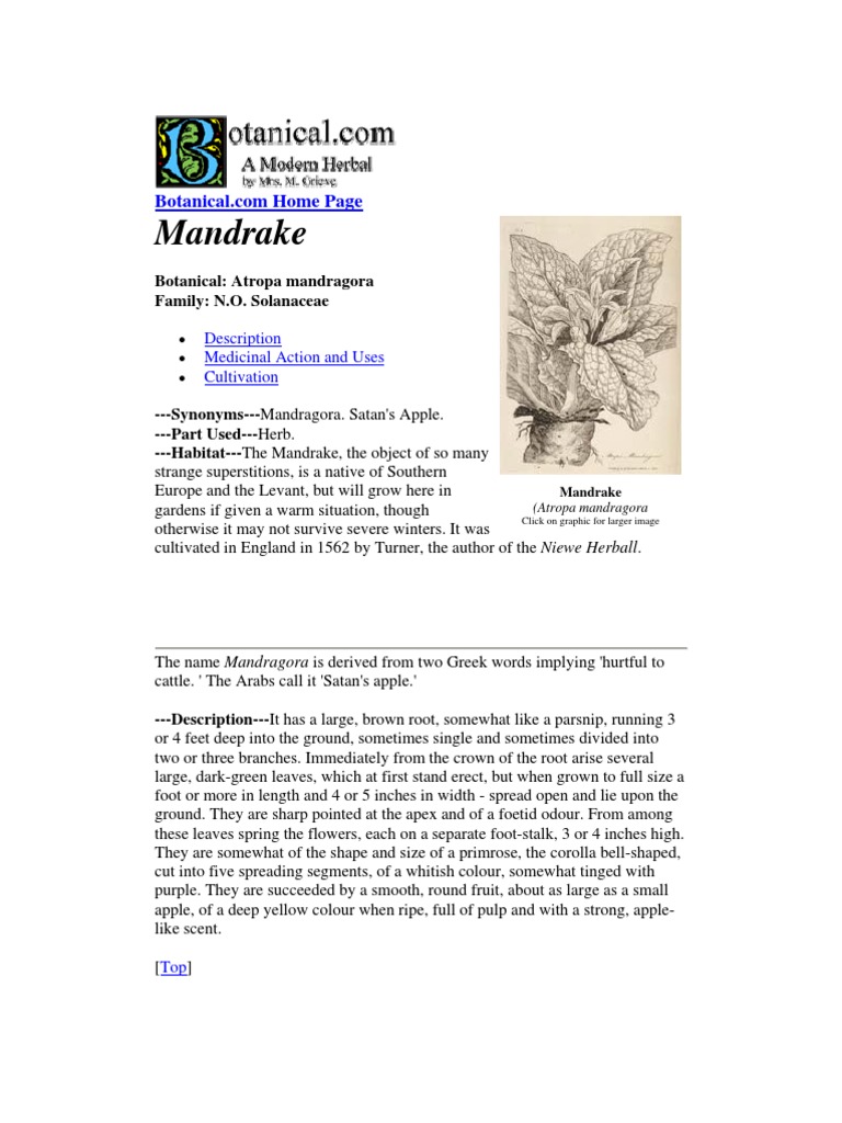 Botanical - Com - A Modern Herbal Mandrake | PDF | Plants | Botany
