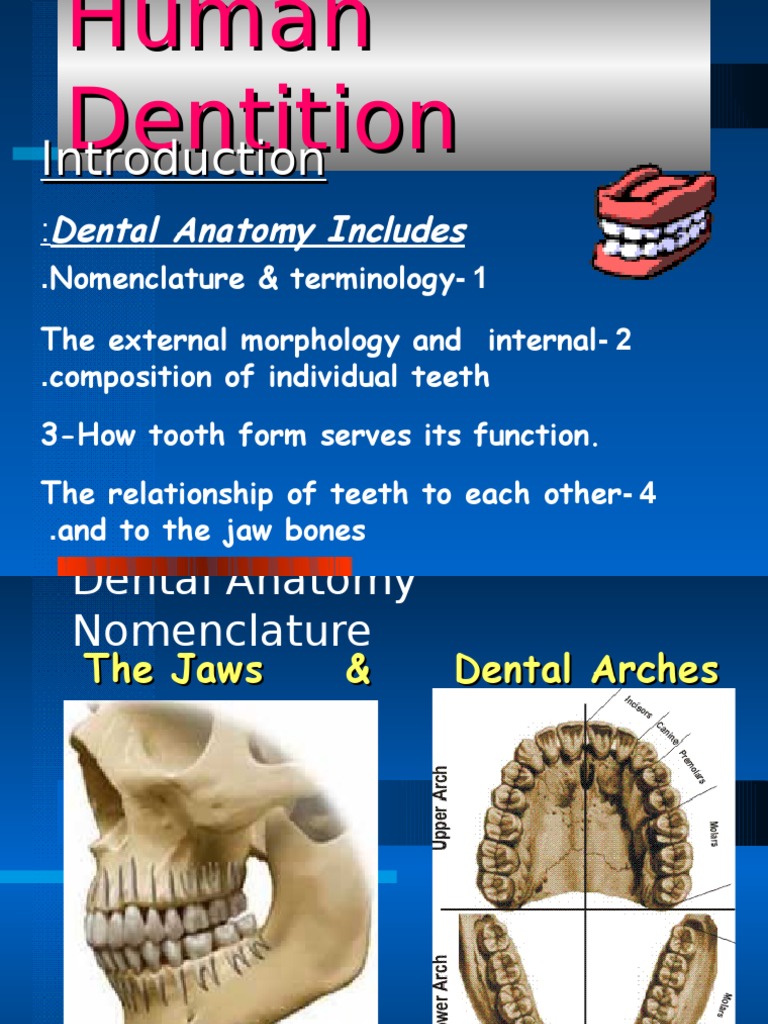 Dental Anatomy Overview and Diagrams | PDF | Dental Anatomy | Tooth