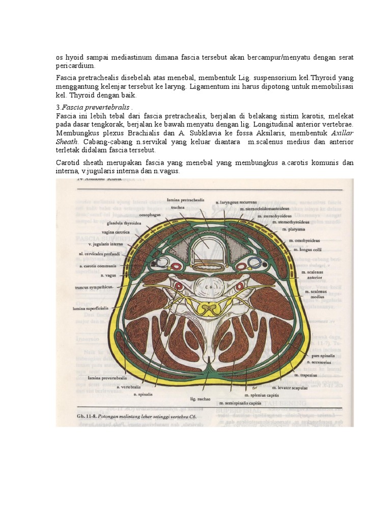 Anatomi Leher: Fascia dan Trigonum | PDF