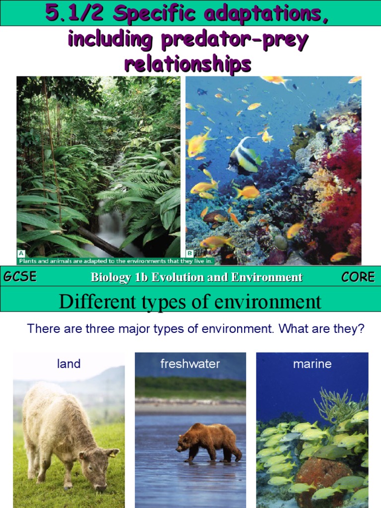 Adaptations of Predators and Prey | PDF | Predation | Flowers