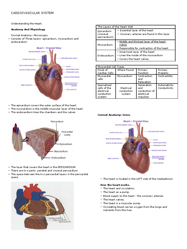 Cardiovascular System | PDF | Heart | Heart Valve