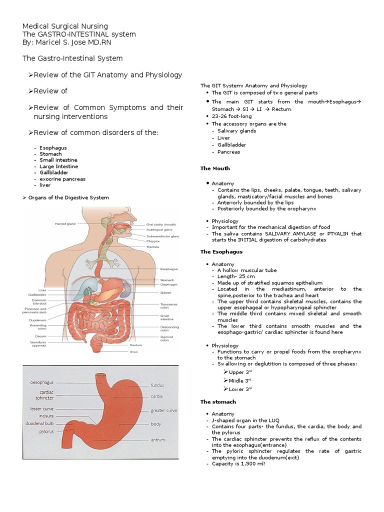 The Gastro | PDF | Digestion | Human Digestive System