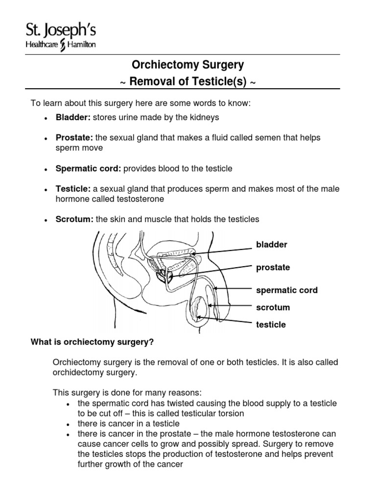 PD 6660 Orchiectomy Surgery (1) | Testicle | Intravenous Therapy