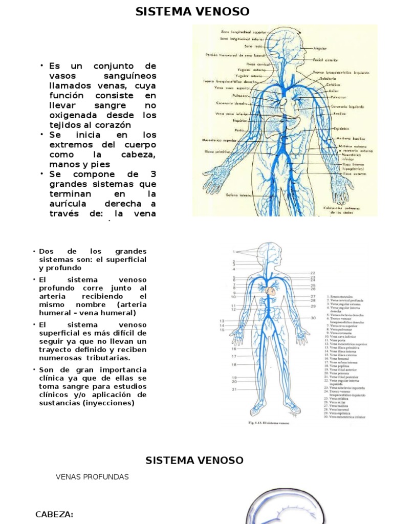 Sistema Venoso | PDF | Abdomen | Pierna humana